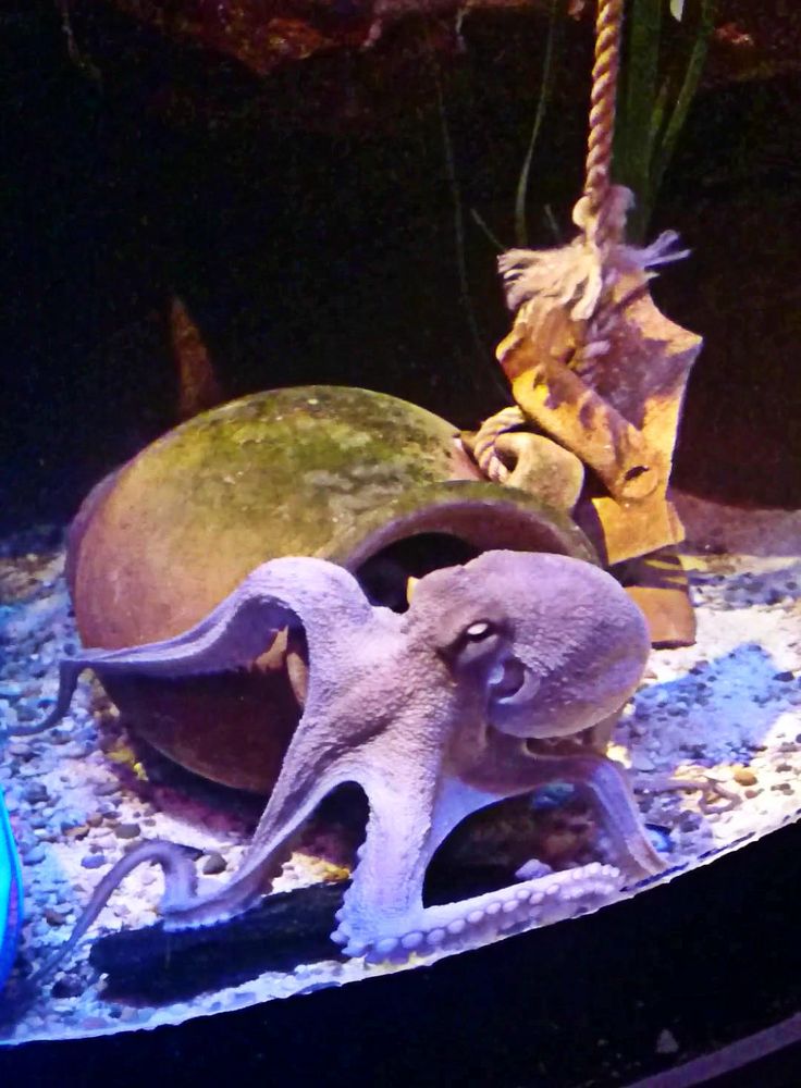 Der Krake vor seinem Haus Foto & Bild | tiere, zoo, wildpark ...