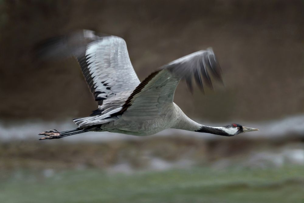 Der Kranich... Foto & Bild | tiere, wildlife, wild lebende vögel Bilder ...