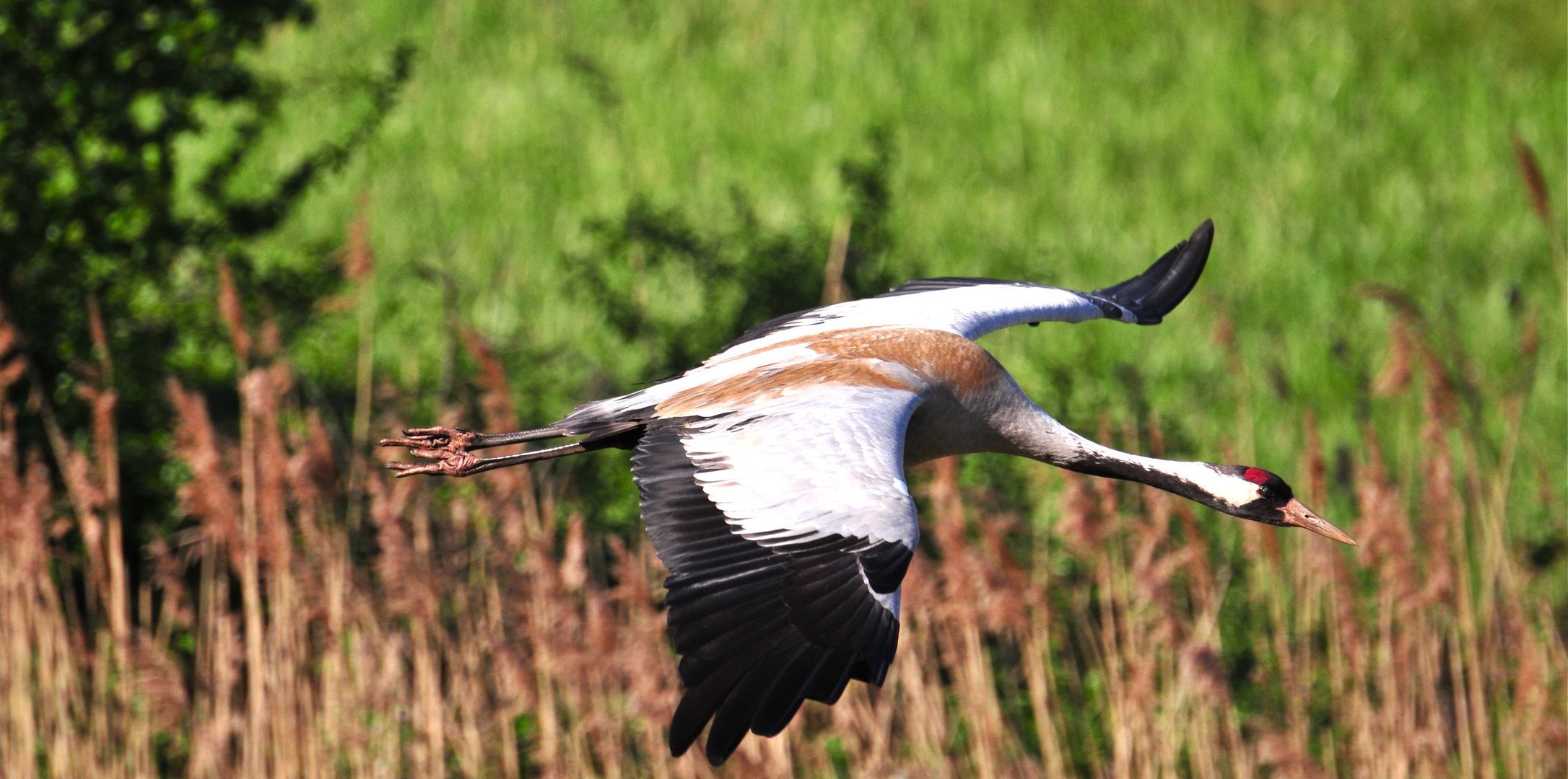 Der Kranich - soweit gar nich :-) Foto & Bild | tiere, wildlife, wild ...