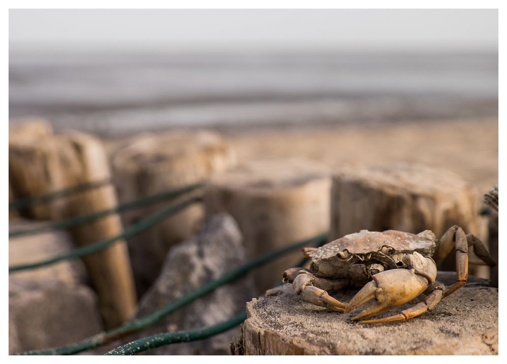 der Krebs Foto & Bild | world, natur, strand Bilder auf fotocommunity