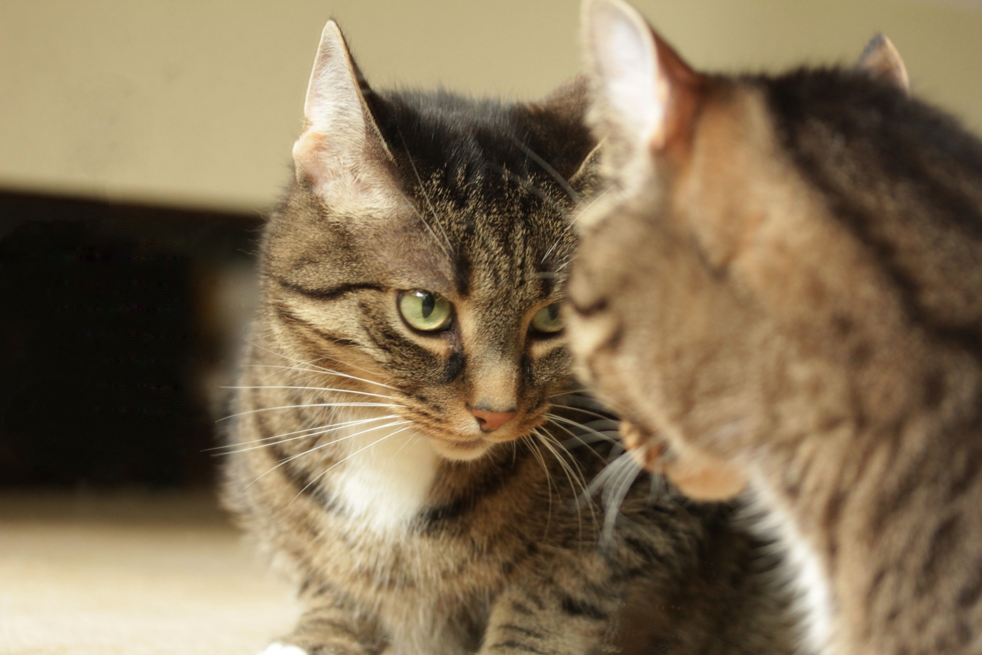 der kritische Blick ... Foto & Bild | natur, katzen, stubentiger Bilder ... der kritische Blick ... Foto & Bild | natur, katzen, stubentiger Bilder ...