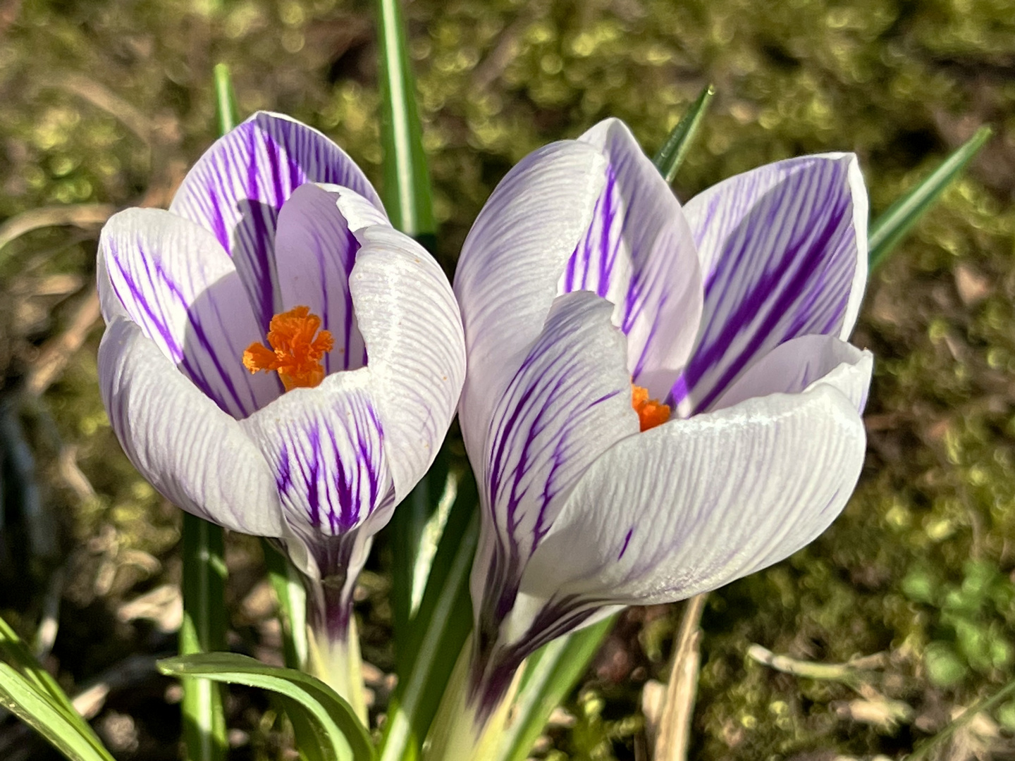 Der Krokus... Foto & Bild | pflanzen, pilze & flechten, blüten ...