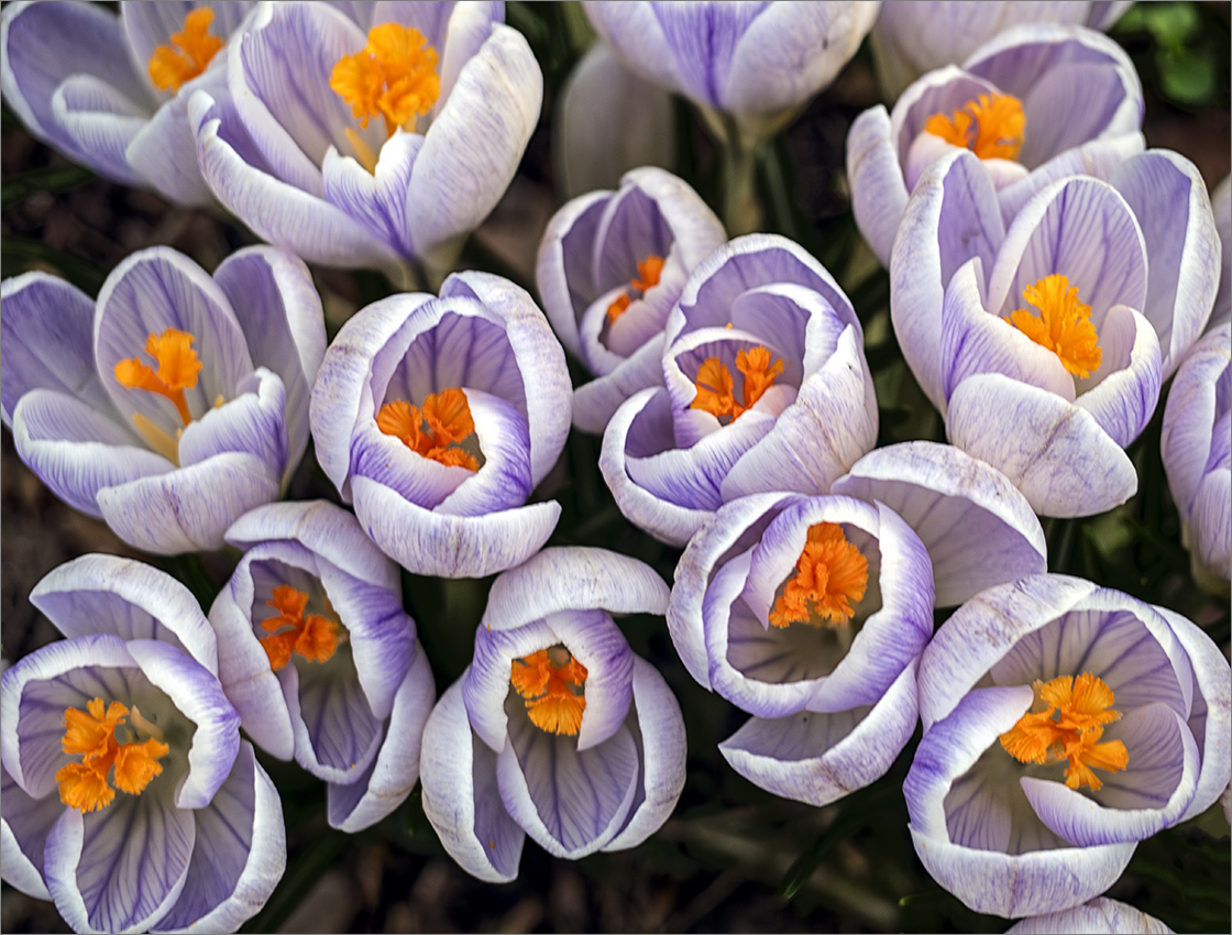der Krokus... Foto & Bild | pflanzen, pilze & flechten, blüten ...
