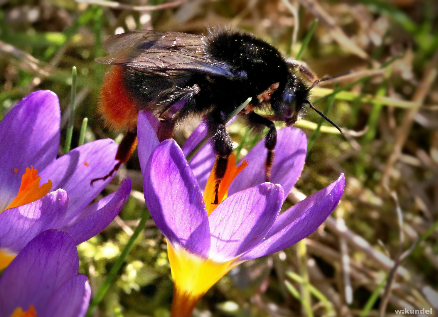 der Krokus-Wanderer Foto & Bild | natur, krokusse, insekten Bilder auf ...