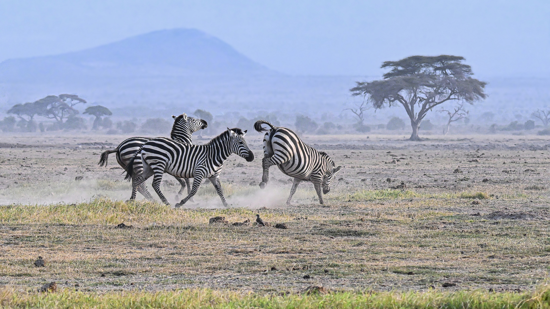 Der Kronenkiebitz Foto & Bild | world, natur, afrika Bilder auf fotocommunity