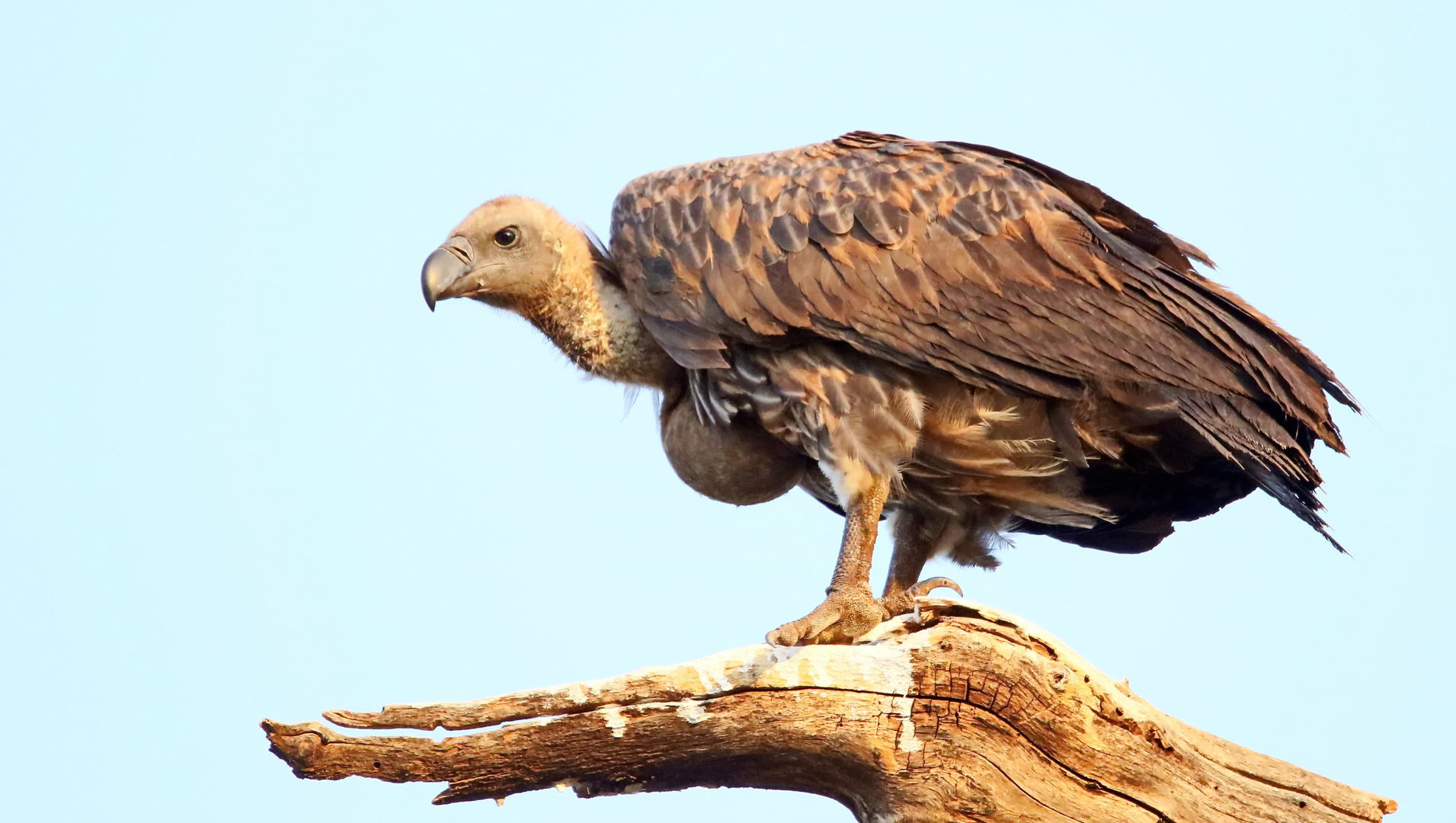 der Kropf ist voll Foto & Bild | natur, afrika, tiere Bilder auf ...