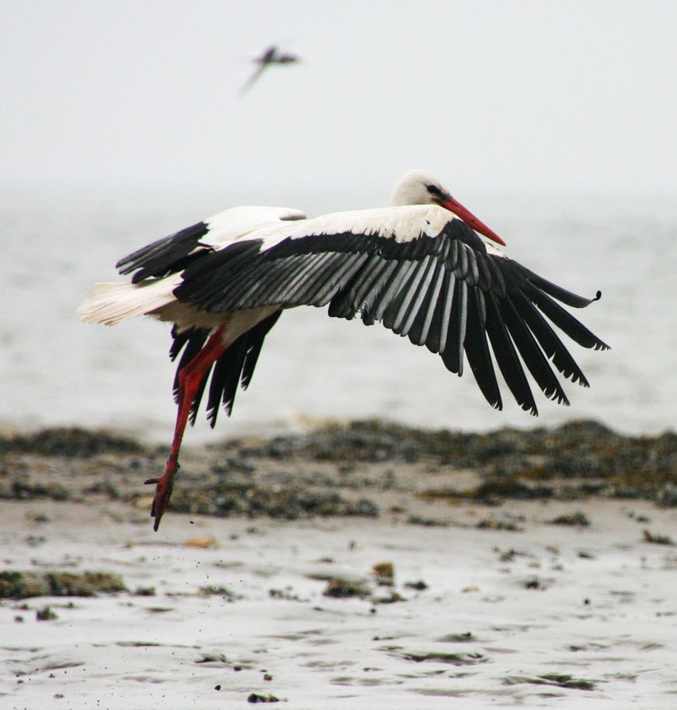 Der Kropf ist voll. Foto & Bild | tiere, natur Bilder auf fotocommunity