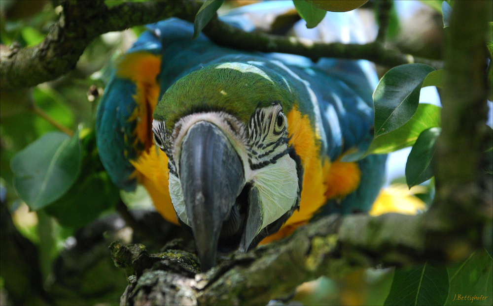 Der Kuckuck Foto & Bild | tiere, haustiere, vögel Bilder auf fotocommunity