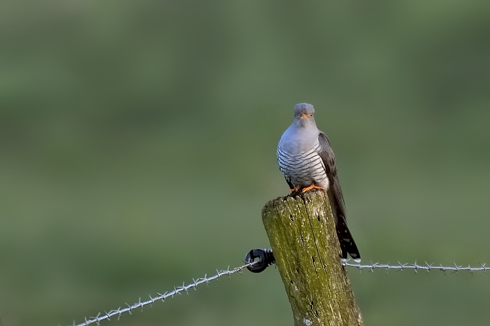 Der Kuckuck ist da Foto & Bild | tiere, wildlife, wild lebende vögel ...