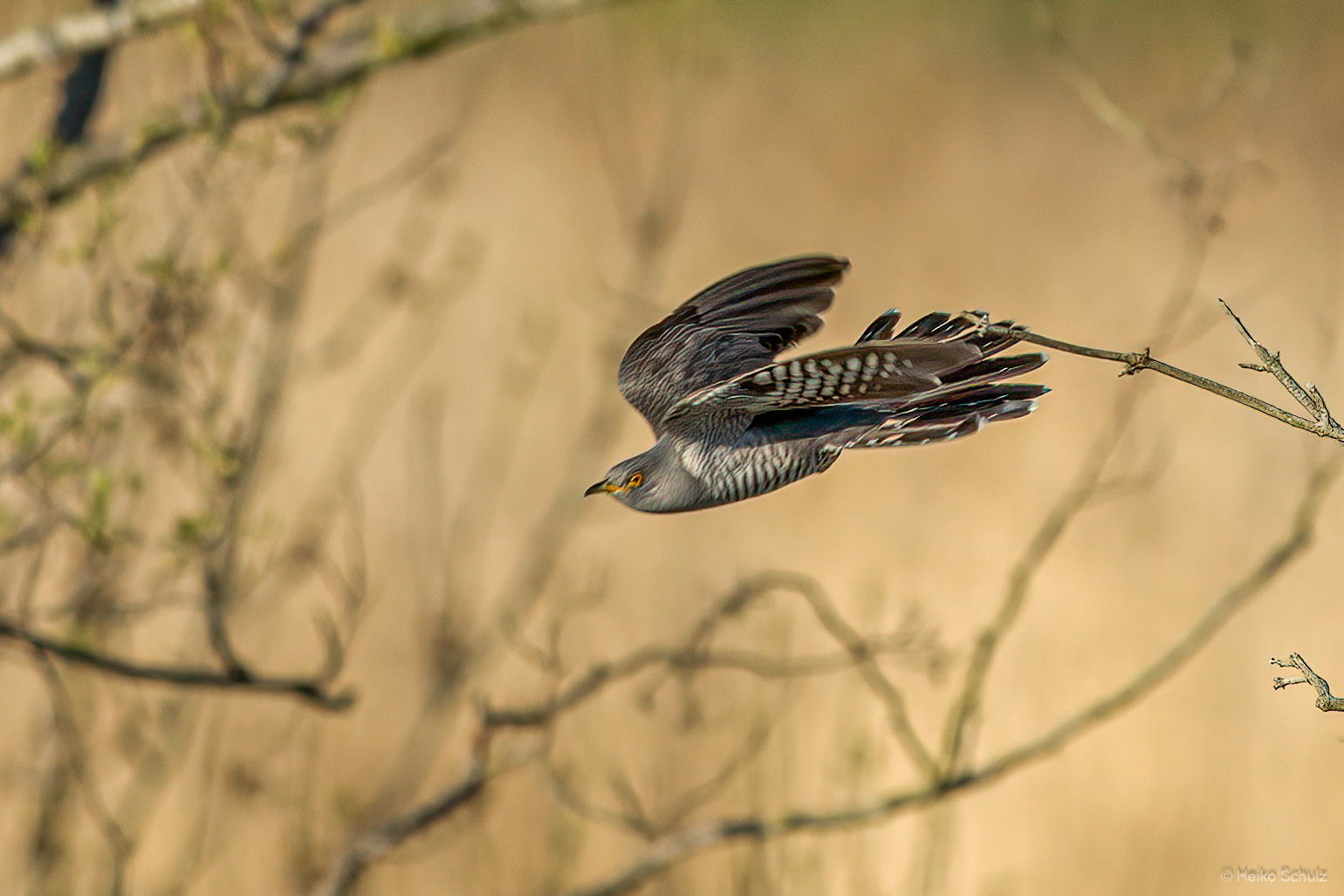 Der Kuckuck ... oft zu hören, selten zu sehen Foto & Bild | deutschland ...
