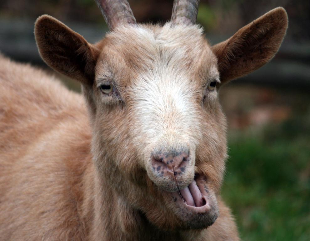 der "lachende" Ziegenbock ...Teil 1 Foto & Bild | tiere, haustiere ...