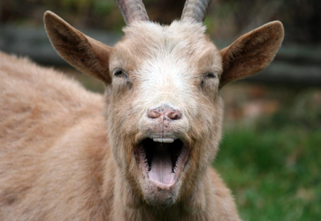 der "lachende" Ziegenbock ...Teil 2.. Foto & Bild | tiere, haustiere ...