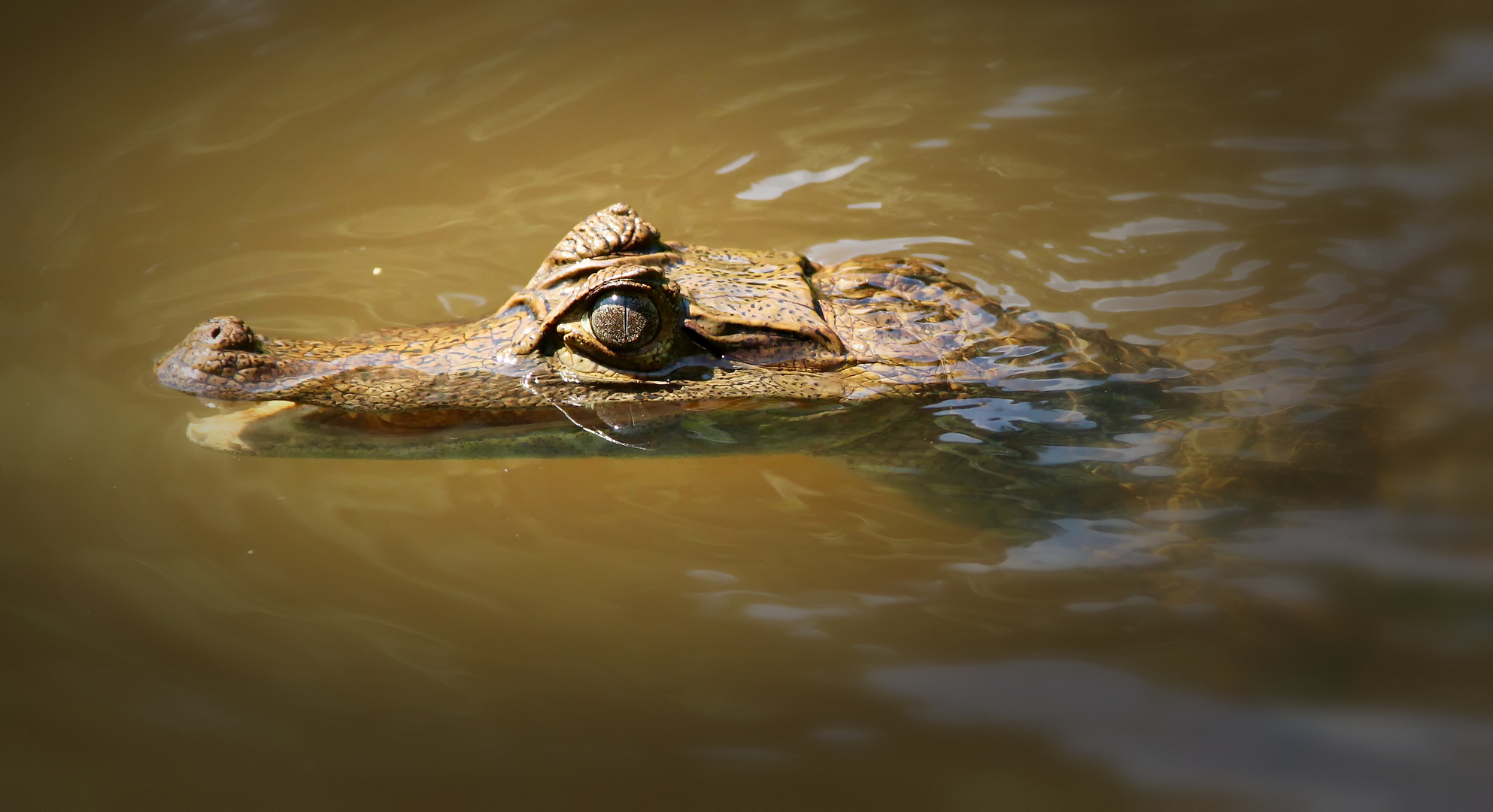 der lächelnde Kaiman Foto & Bild | world, outdoor, wasser Bilder auf ...