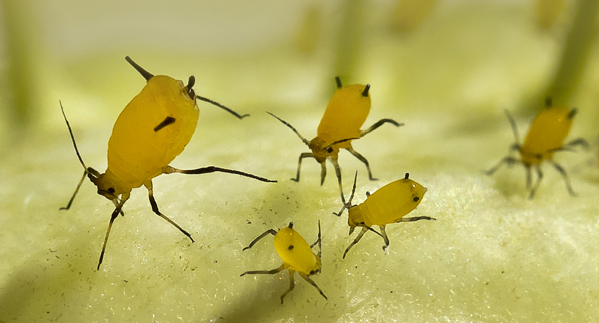Der Läuse - Tanz Foto & Bild | tiere, wildlife, insekten Bilder auf ...
