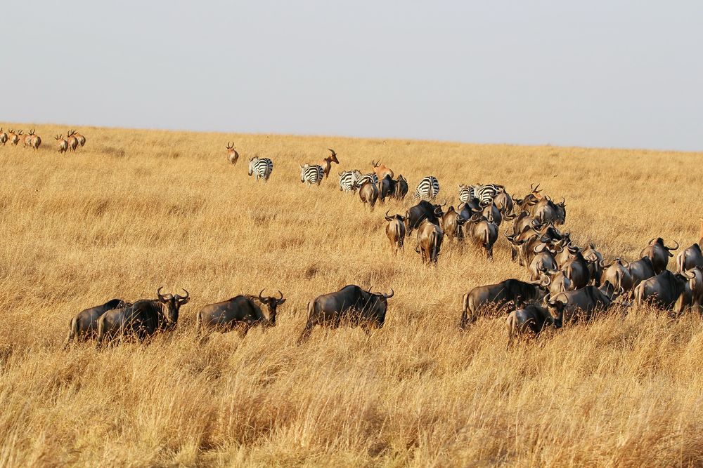 der lange Treck.... Foto & Bild | natur, tiere, wildlife Bilder auf ...
