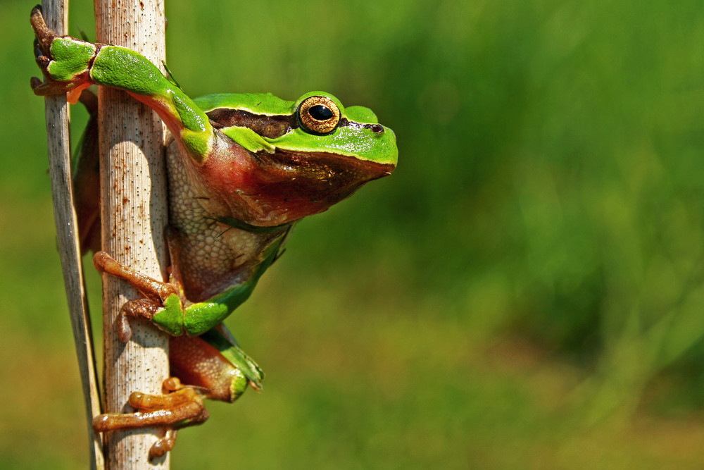 Der Laubfrosch - Froschlurch des Jahres 2008 Foto & Bild | tiere, wildlife, amphibien ...