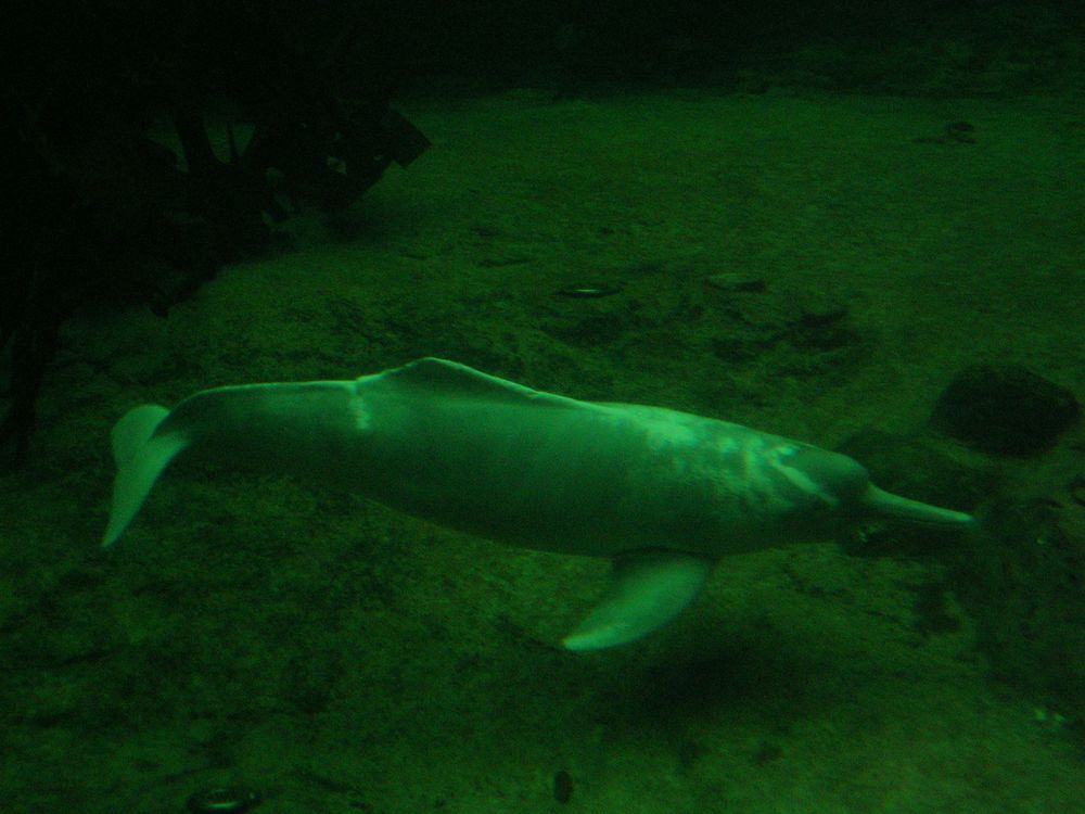 der letzte Amazonas FlussDelfin Foto & Bild | tiere, wildlife ...