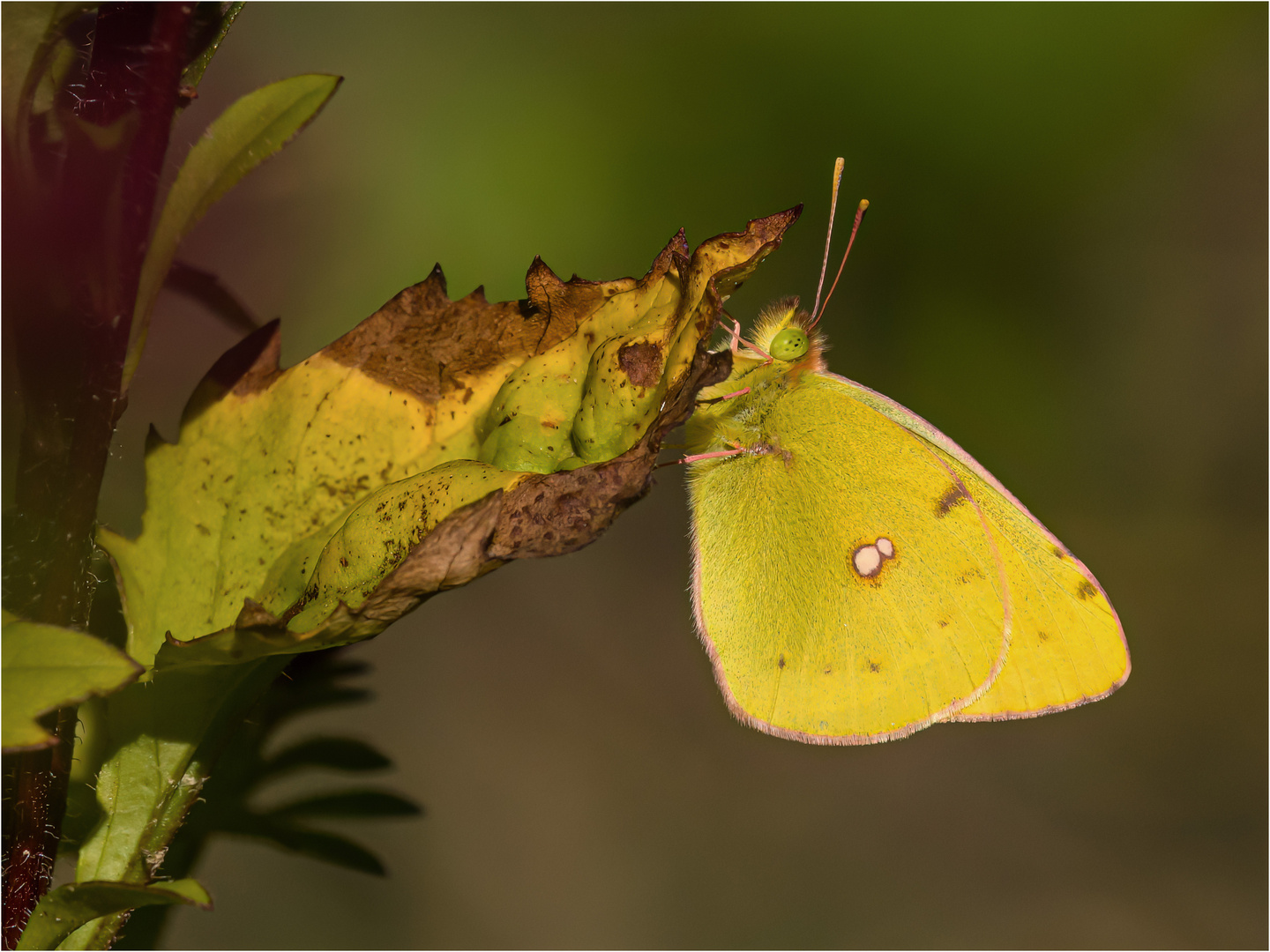 Der letzte Postilion Foto & Bild | tiere, wildlife, schmetterlinge ...