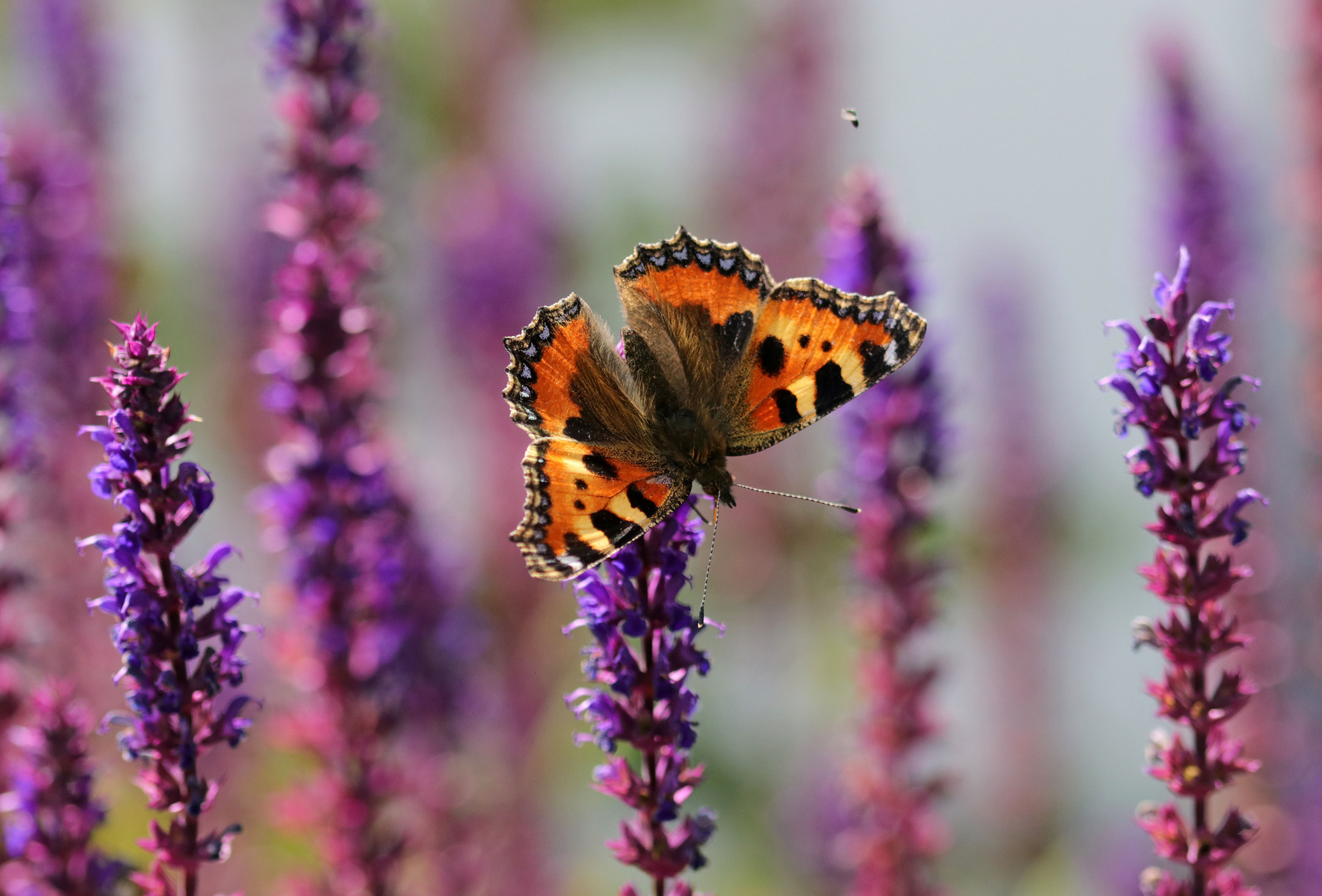 der lila Feuerfuchs Foto & Bild | tiere, wildlife, schmetterlinge ...