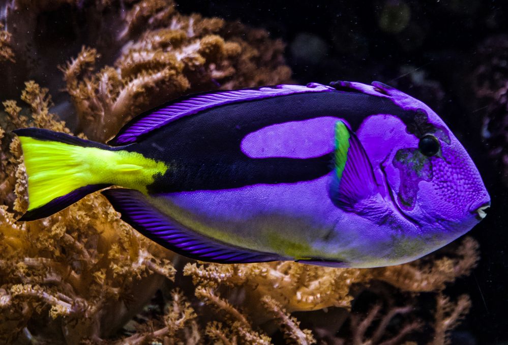 Der Lila-Laune Fisch.... Foto & Bild | tiere, wildlife, fische Bilder ...