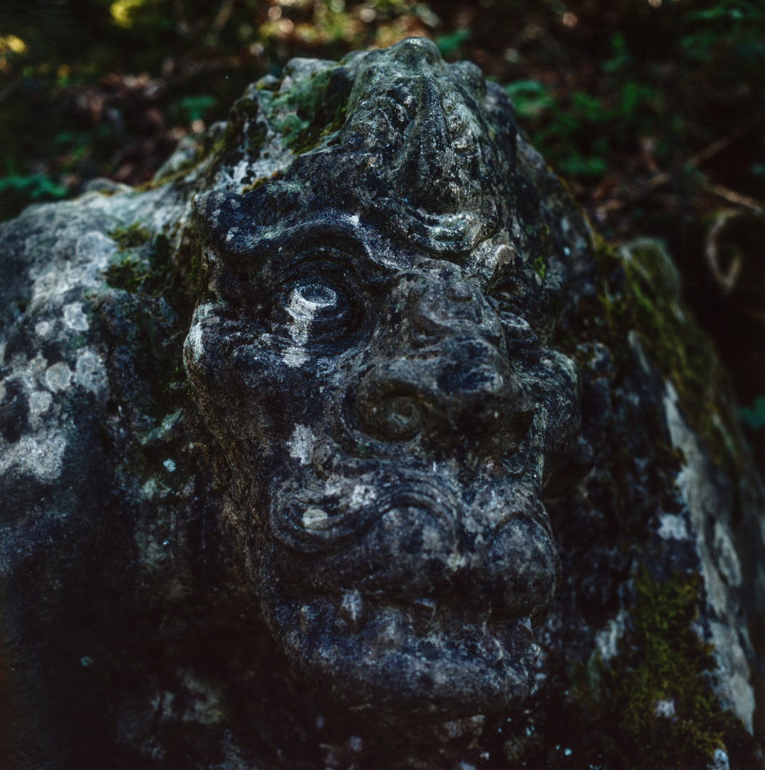 Der Löwe .... Foto & Bild | wald, landschaften, bäume Bilder auf ...