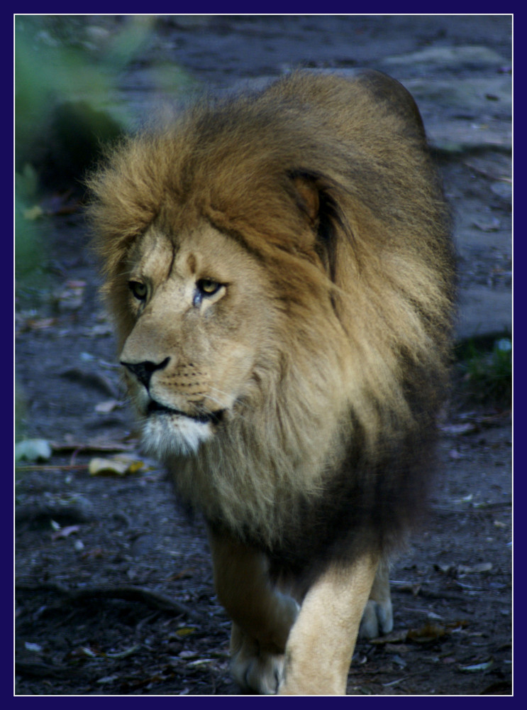 Der Löwe ist los Foto & Bild | tiere, zoo, wildpark & falknerei, natur ...