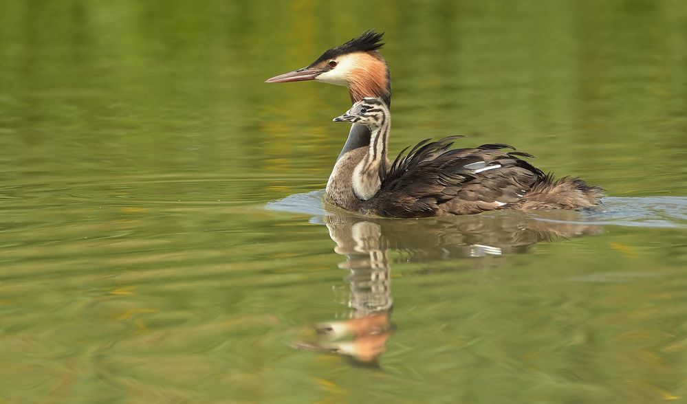 Der Lotse Foto & Bild | natur Bilder auf fotocommunity