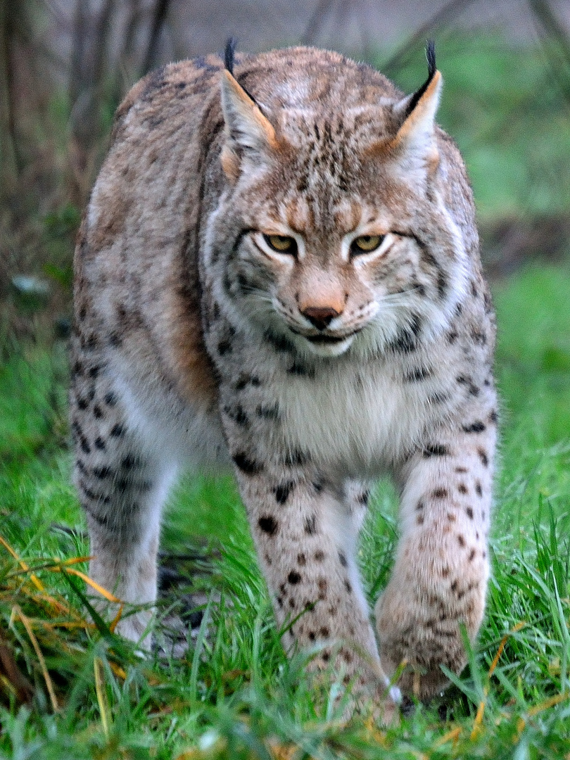 Der Luchs Foto & Bild | tiere, zoo, wildpark & falknerei, granat Bilder ...