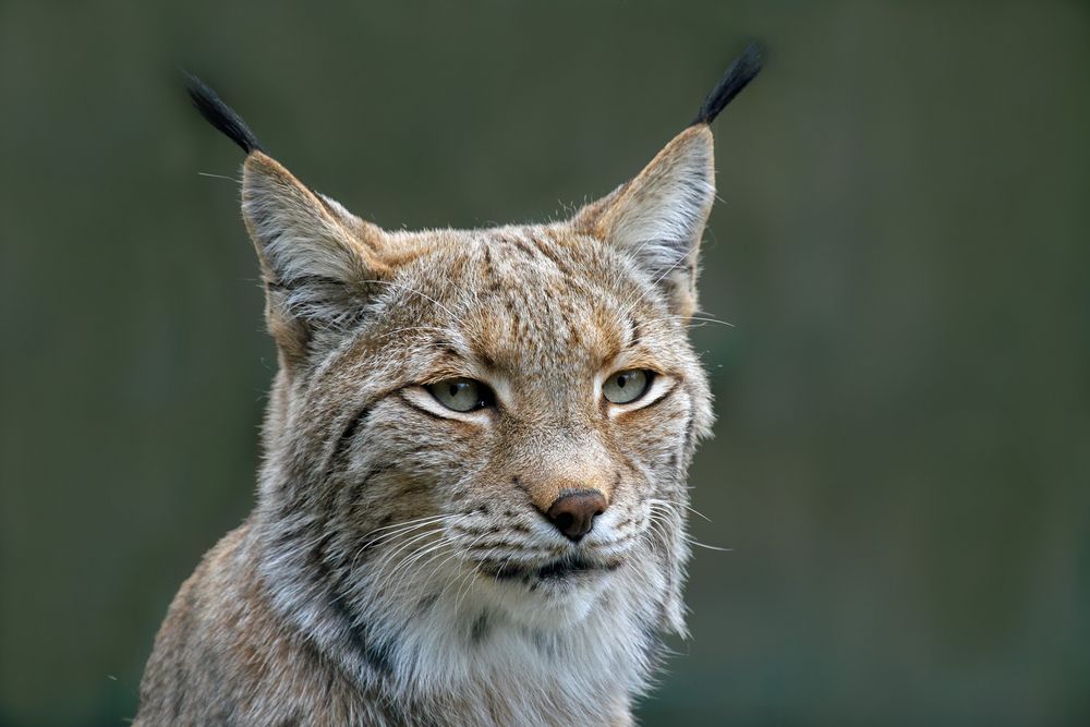 Der Luchs Foto & Bild | tiere, tierdetails, natur Bilder auf fotocommunity