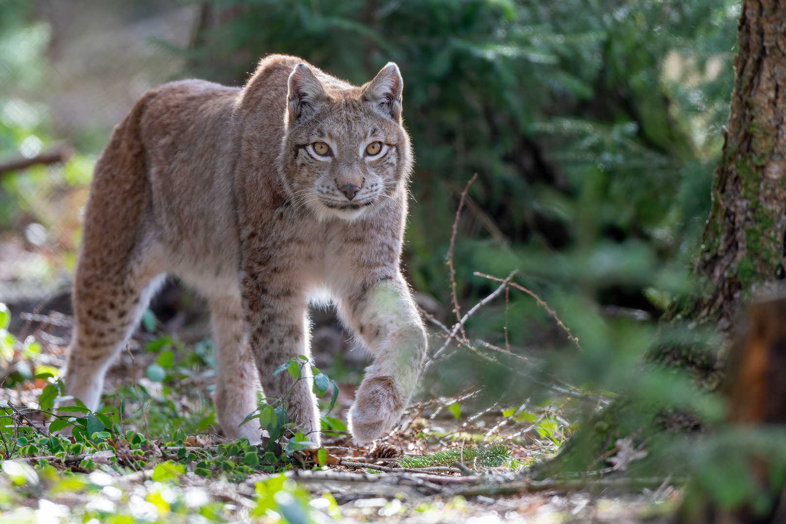 Der Luchs (Lynx) Foto & Bild | tiere, zoo, wildpark & falknerei ...