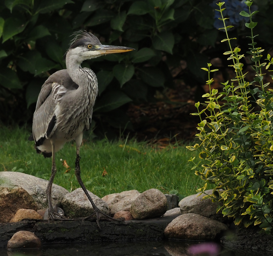 Der "Lütte"..... Foto & Bild | tiere, wildlife, wild lebende vögel ...