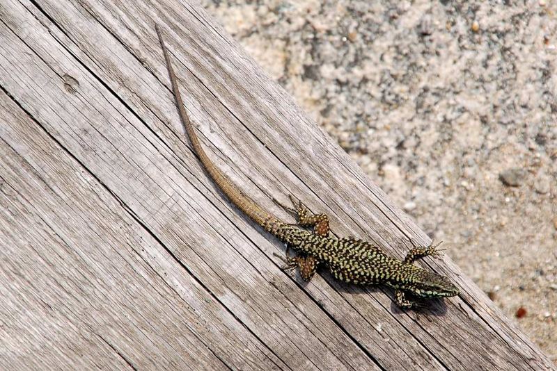 Der Lurch der Lurch Foto & Bild | tiere, wildlife, amphibien ...