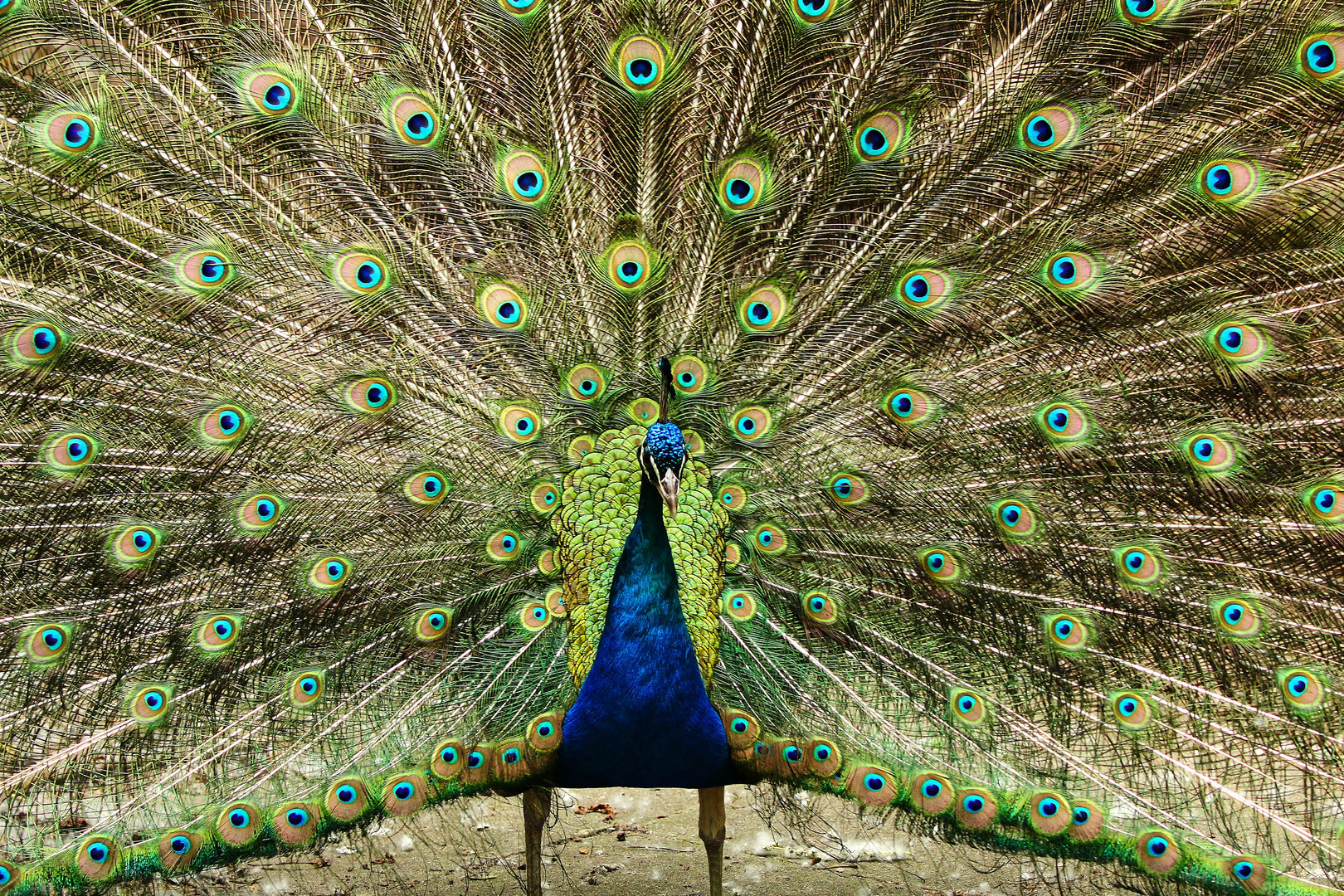 der Macho Foto & Bild | spezial, natur, federn Bilder auf fotocommunity