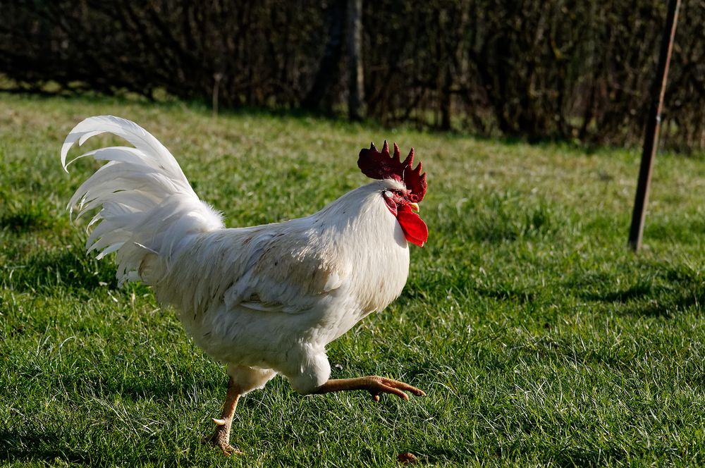 Der Macho Foto & Bild | tiere, haustiere, nutztiere Bilder auf ...