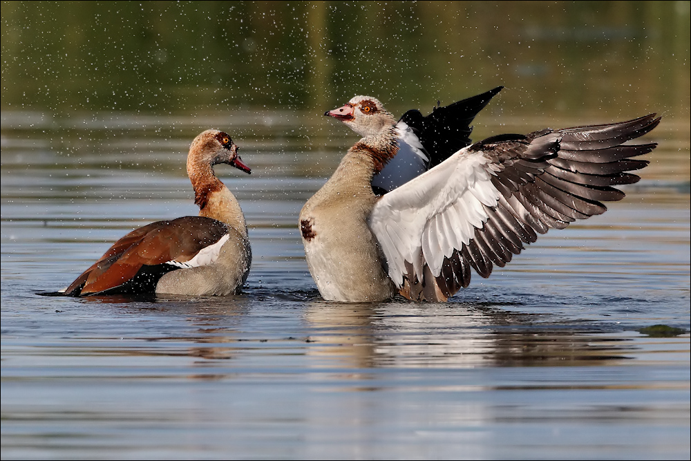 Der Macho... Foto & Bild | tiere, wildlife, wild lebende vögel Bilder ...