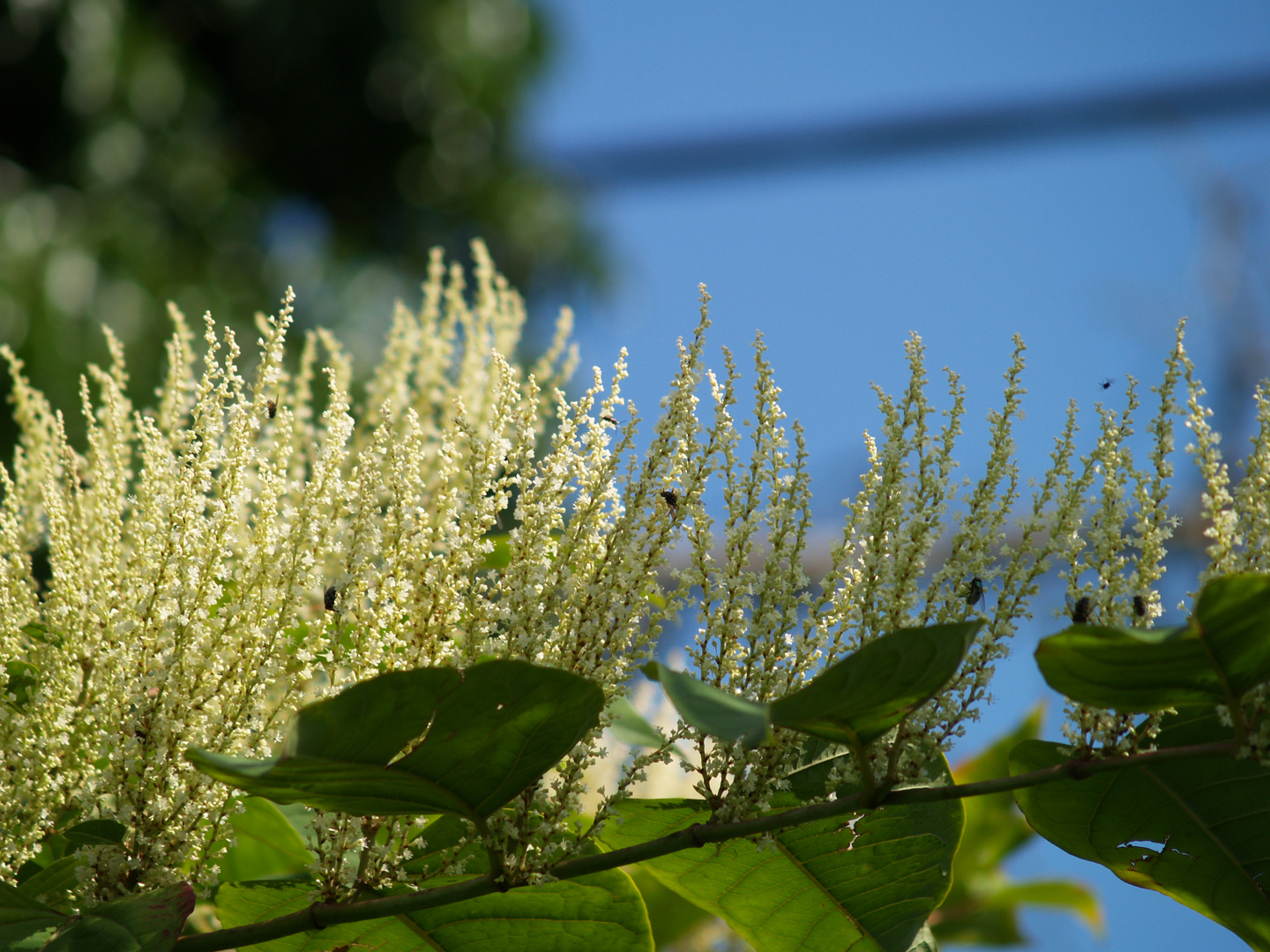 Der macht mi no deppert! Foto & Bild | pflanzen, samen, natur, pflanzen ...