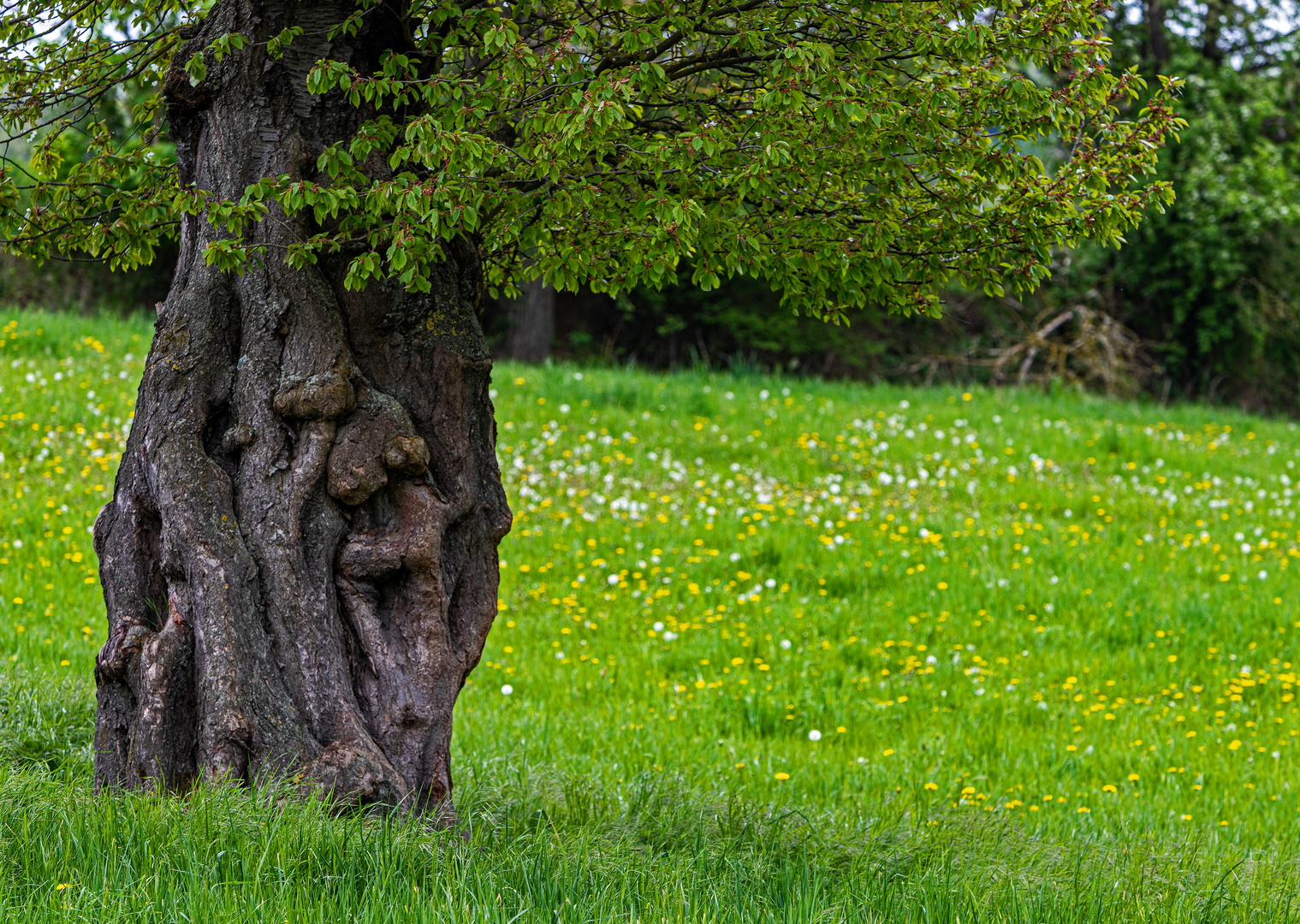 Der mächtige Stamm Foto & Bild | pflanzen, pilze & flechten, landschaft ...