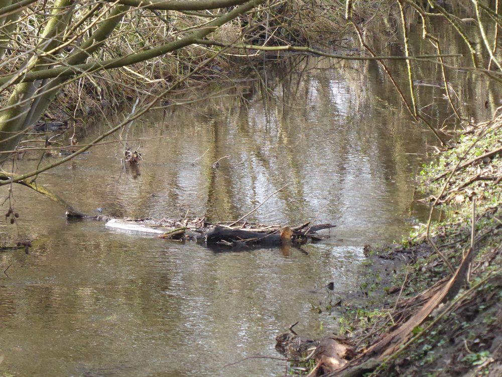 Der Mahlsdorfer Bach Foto & Bild | landschaft, bach, fluss & see, rückkehr der natur Bilder auf ...