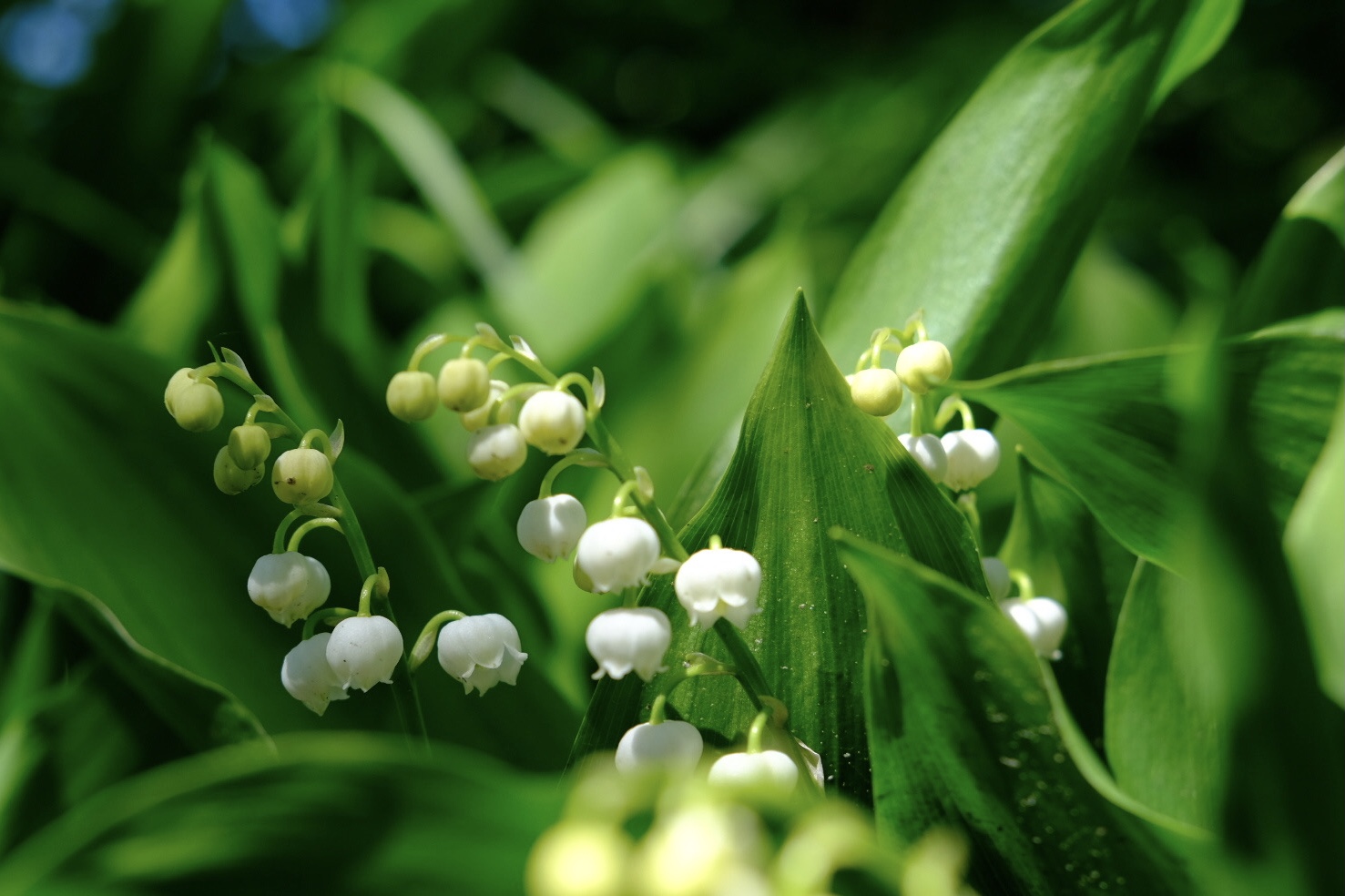 Der Mai Foto & Bild | anfängerecke - nachgefragt, nachgefragt-pflanzen ...