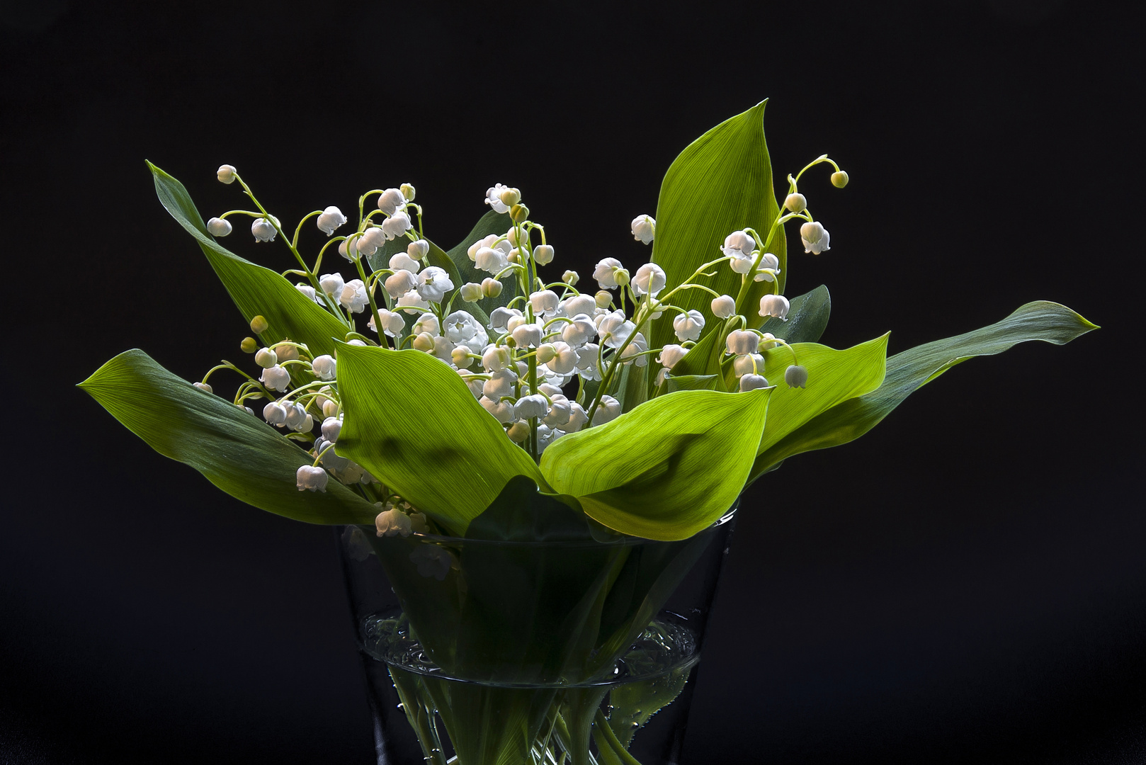 der Mai..... Foto & Bild | natur-makros, jahreszeiten, frühling Bilder ... der Mai..... Foto & Bild | natur-makros, jahreszeiten, frühling Bilder ...