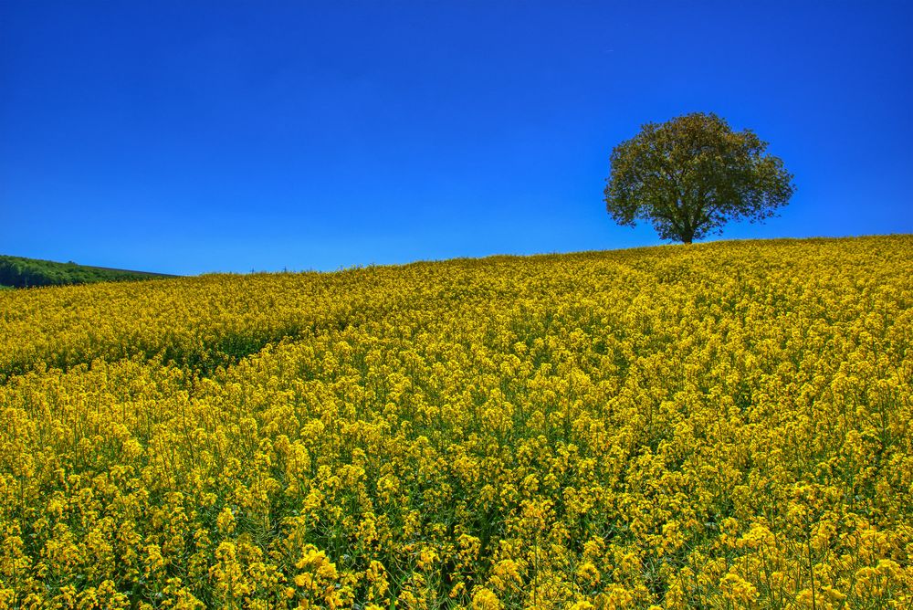 Der Mai ist gekommen Foto & Bild | landschaft, jahreszeiten, frühling ...