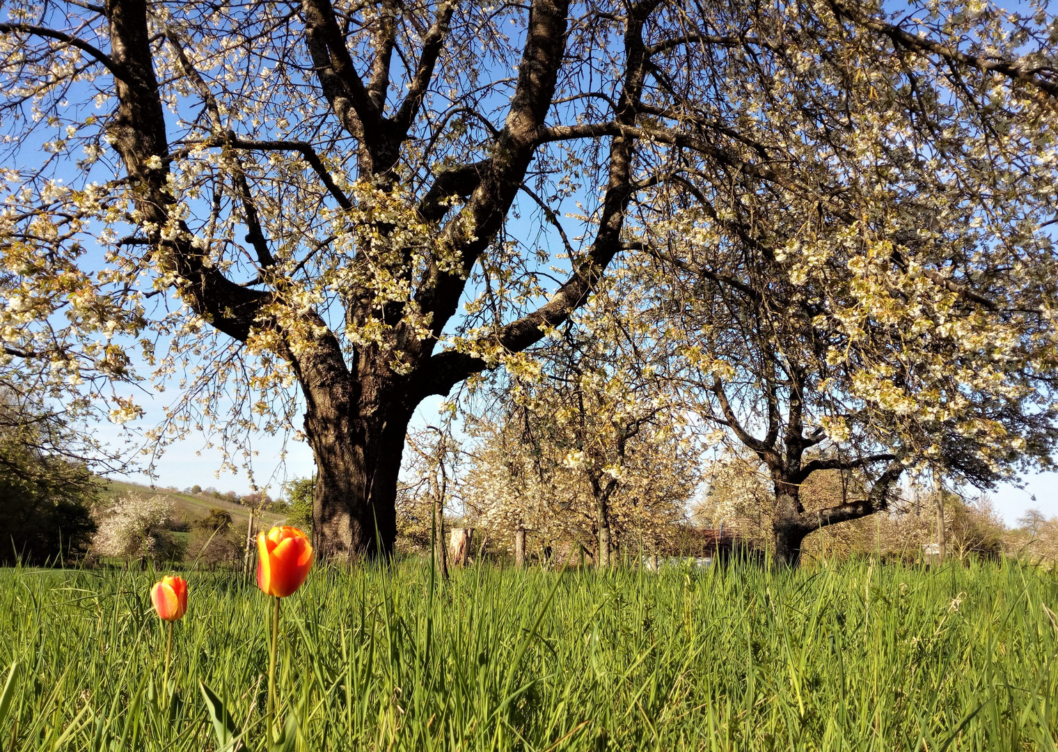 Der Mai ist gekommen Foto & Bild | mai, outdoor, bäume Bilder auf ...