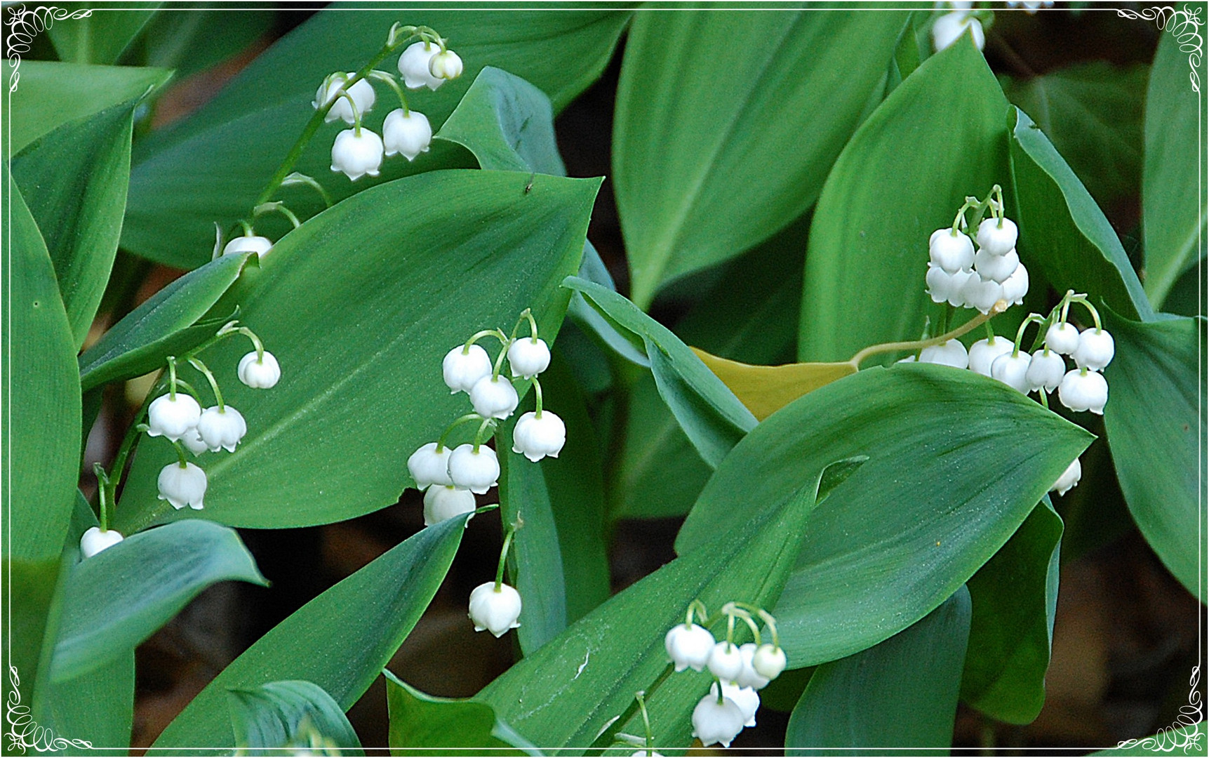 der Mai ist gekommen - Foto & Bild | blüten, maiglöckchen Bilder auf ...
