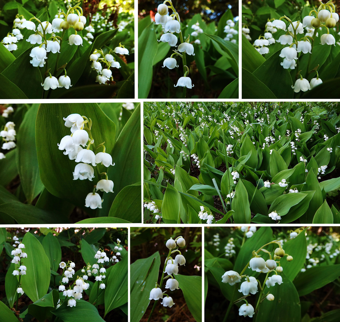 der Mai ist gekommen - empfehle Vollbild Foto & Bild | mai, natur ...