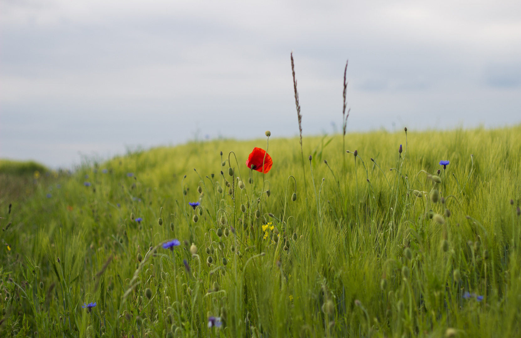 der Mai weht vorbei ....wie die Felder im Wind Foto & Bild ...