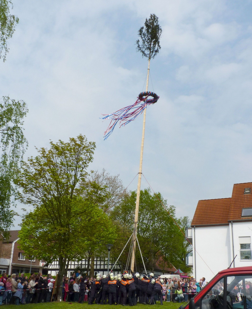 Der Maibaum steht fest Foto & Bild | gratulation und feiertage, wünsche ...