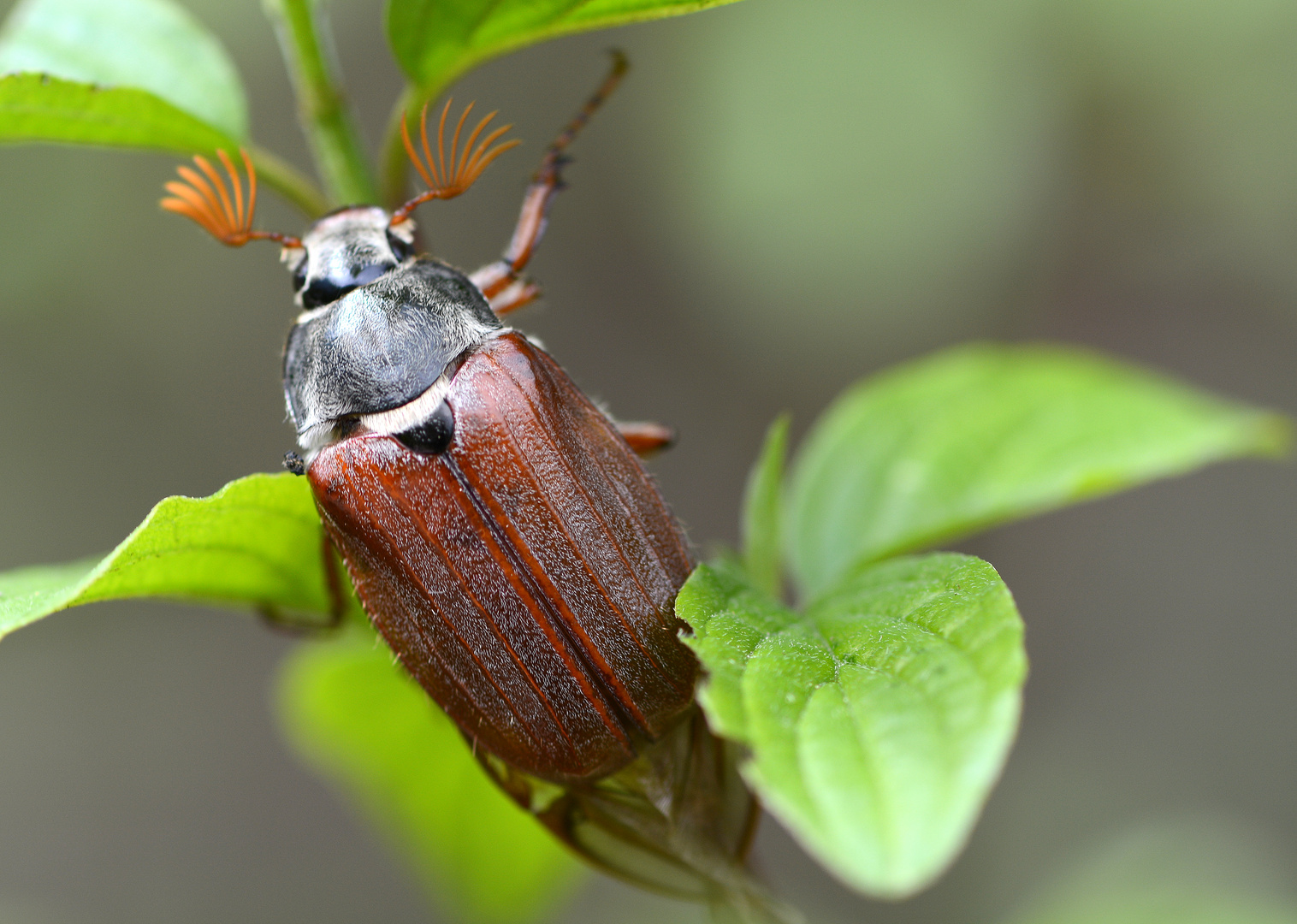 Der Maikäfer ! Foto & Bild | tiere, wildlife, insekten Bilder auf ...