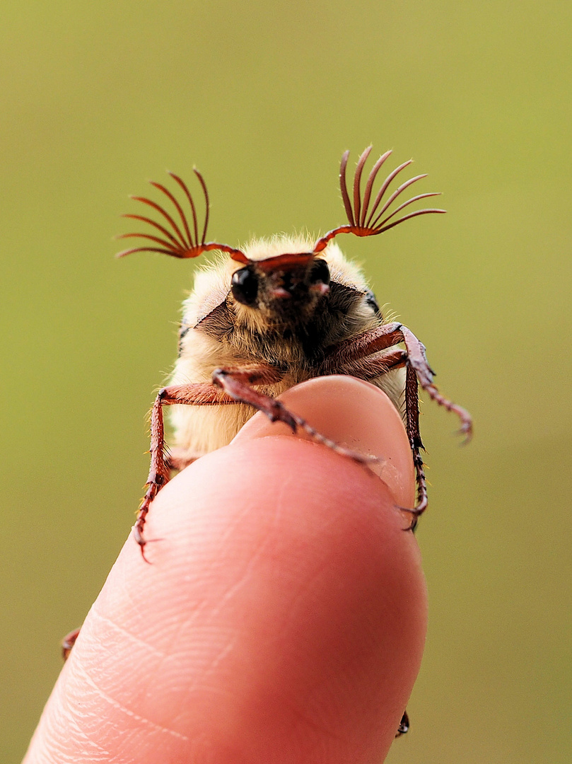 Der Maikäfer… Foto & Bild | natur, insekt, insekten Bilder auf ...