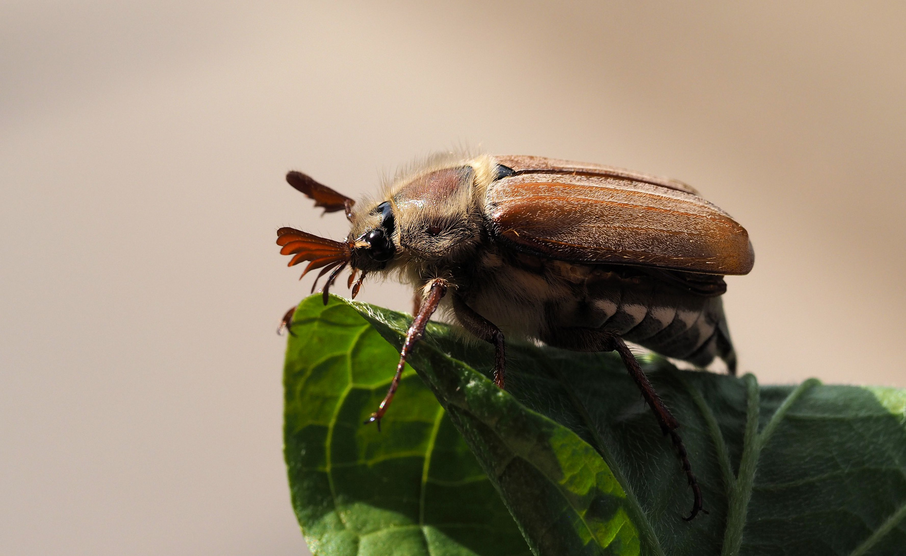 Der Maikäfer ... Foto & Bild | natur, insekten, tiere Bilder auf ...
