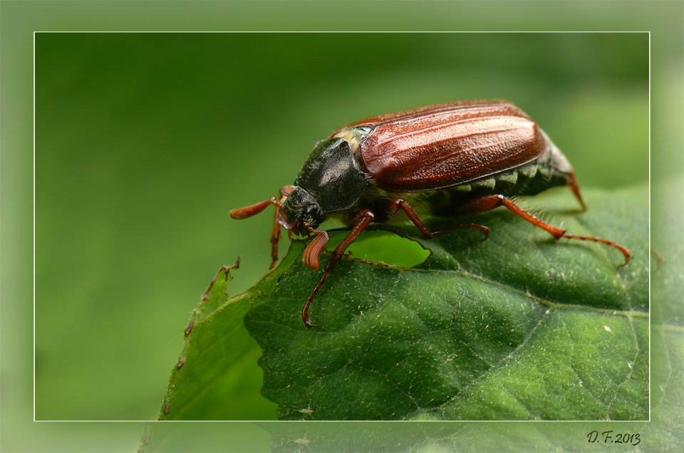 "Der Maikäfer" Foto & Bild | tiere, wildlife, insekten Bilder auf ...